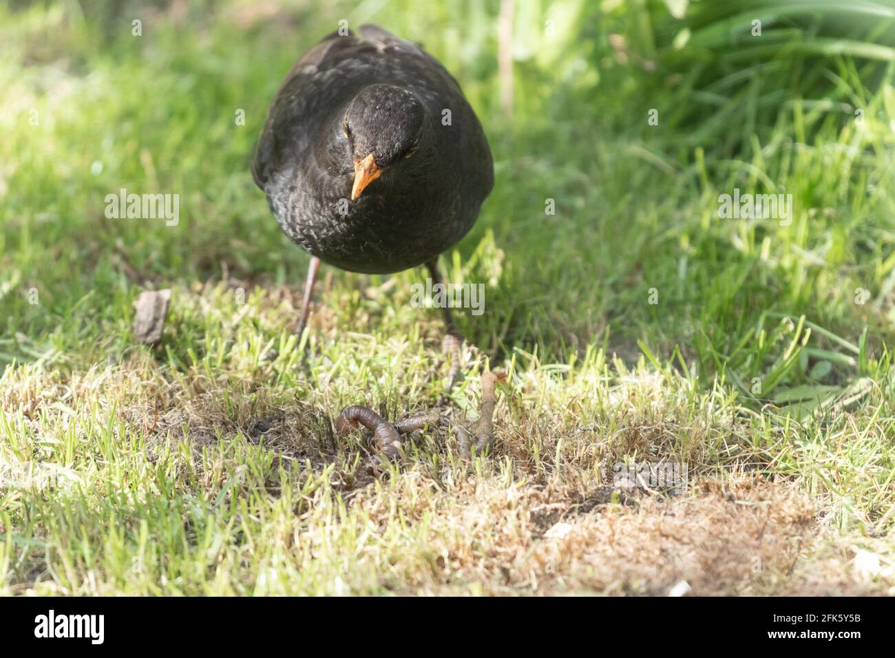 A male blackbird (Turdus merula) on grass having just dug up a worm ...