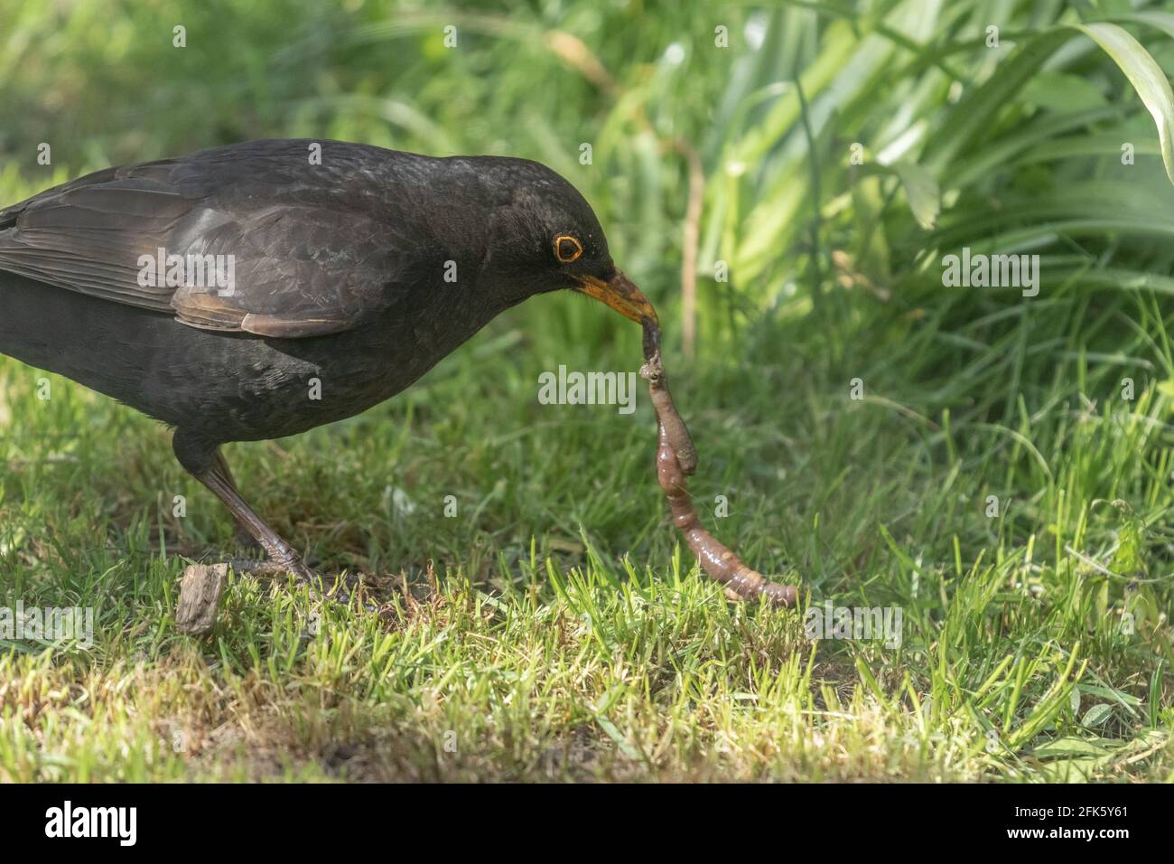 Bird pulling worm hi-res stock photography and images - Alamy
