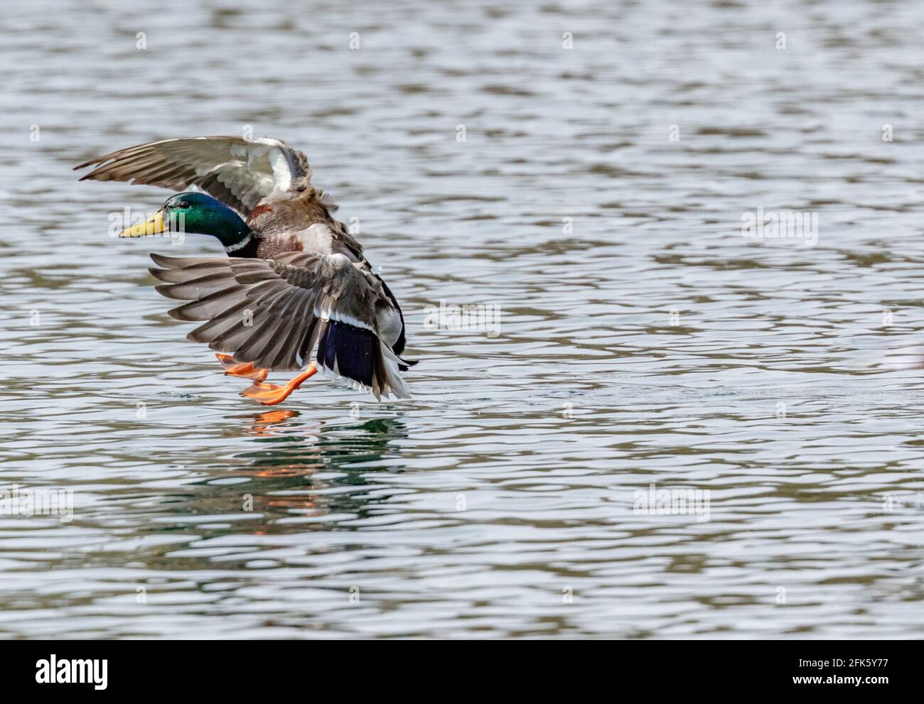 A male mallard duck (Anas platyrhynchos) coming into land on a lake in ...