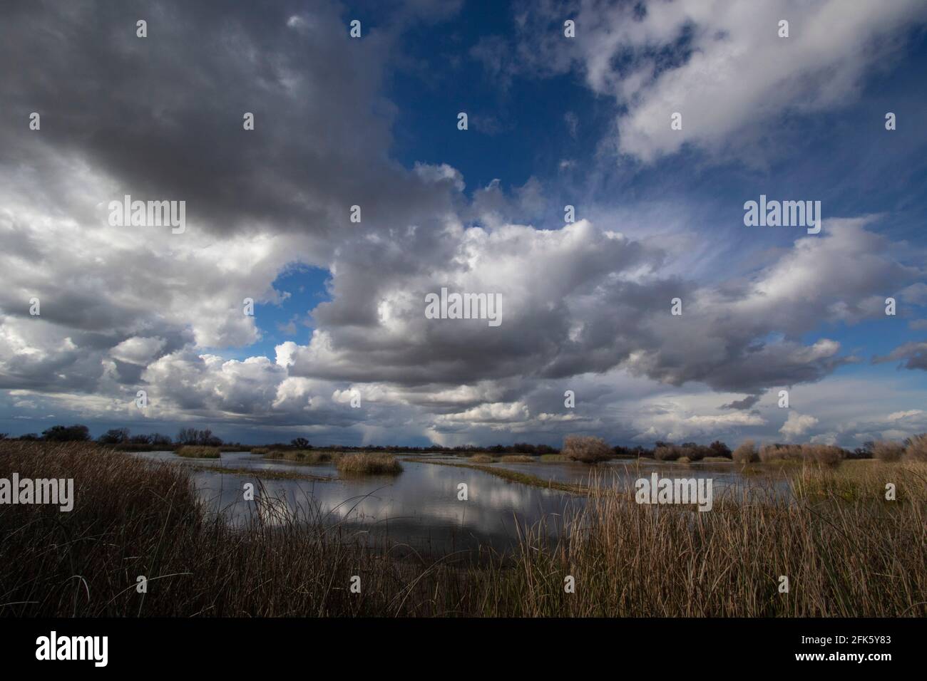 Scirpus Robustus High Resolution Stock Photography and Images - Alamy