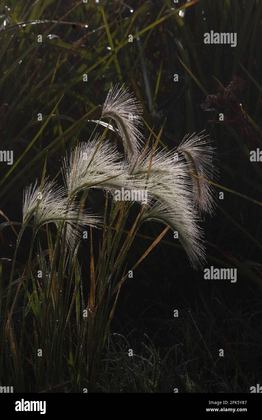 Dew-covered Foxtail Barley, Hordeum jubatum, native perennial ...