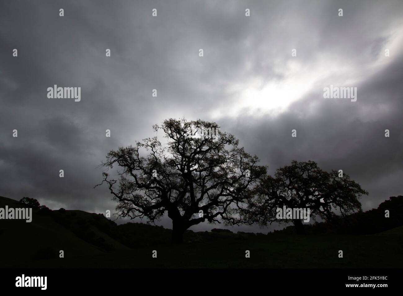 Valley Oak tree silhouettes and winter storm clouds, Quercus lobata ...