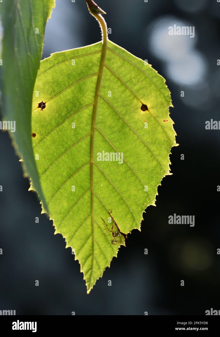River Birch Leaves