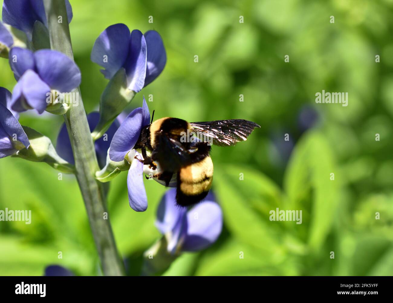 A bee enjoying a meal on a purple false indigo plant shown on the green ...