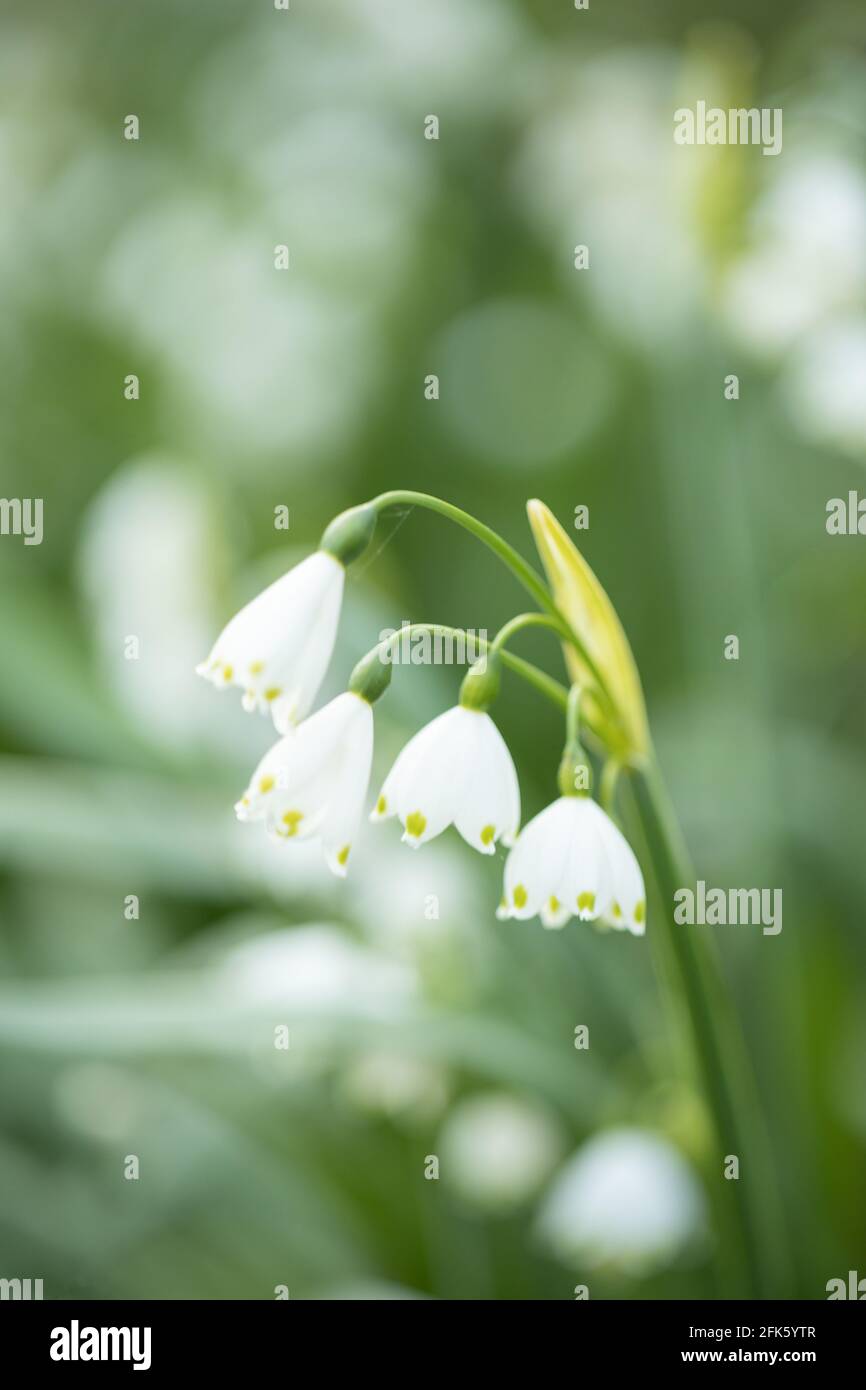 Close up of white snowflakes flowers in sunny day in a forest Stock ...