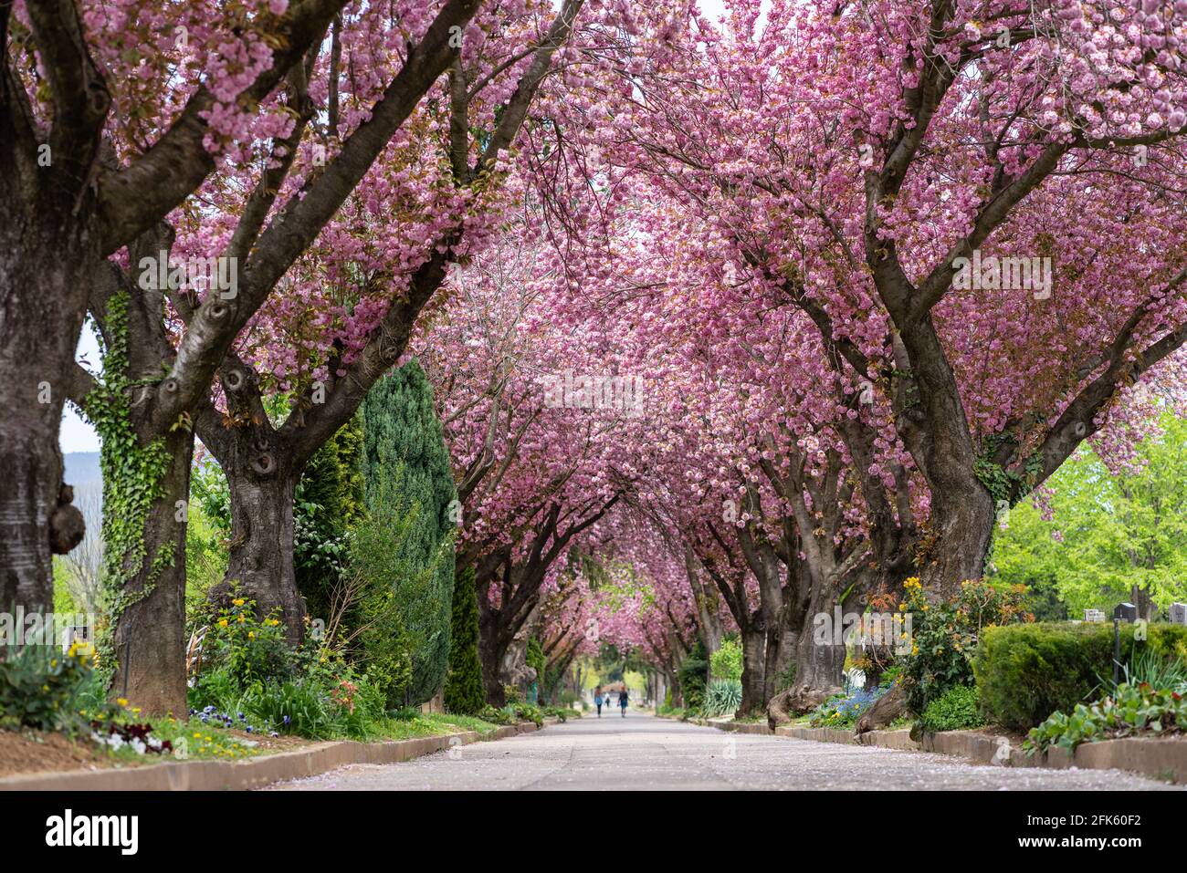 Road with majestically blossoming large cherry trees Stock Photo - Alamy