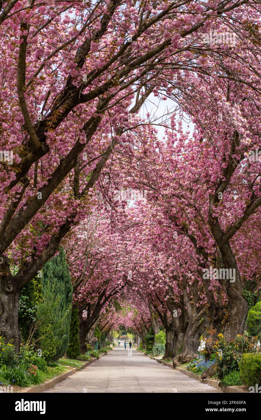 Road with majestically blossoming large cherry trees Stock Photo - Alamy