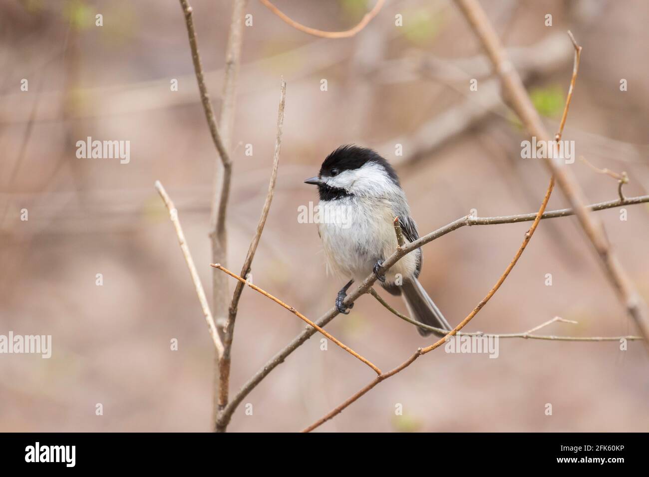black-capped chickadee (Poecile atricapillus) at nest Stock Photo - Alamy
