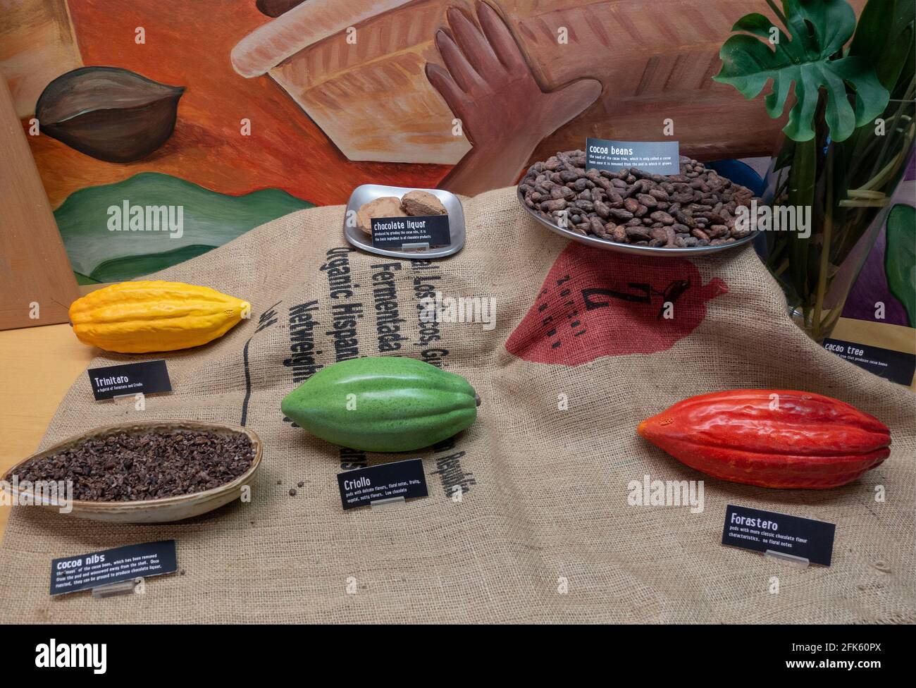 Cocoa nibs beans bean whole ground hi-res stock photography and images ...