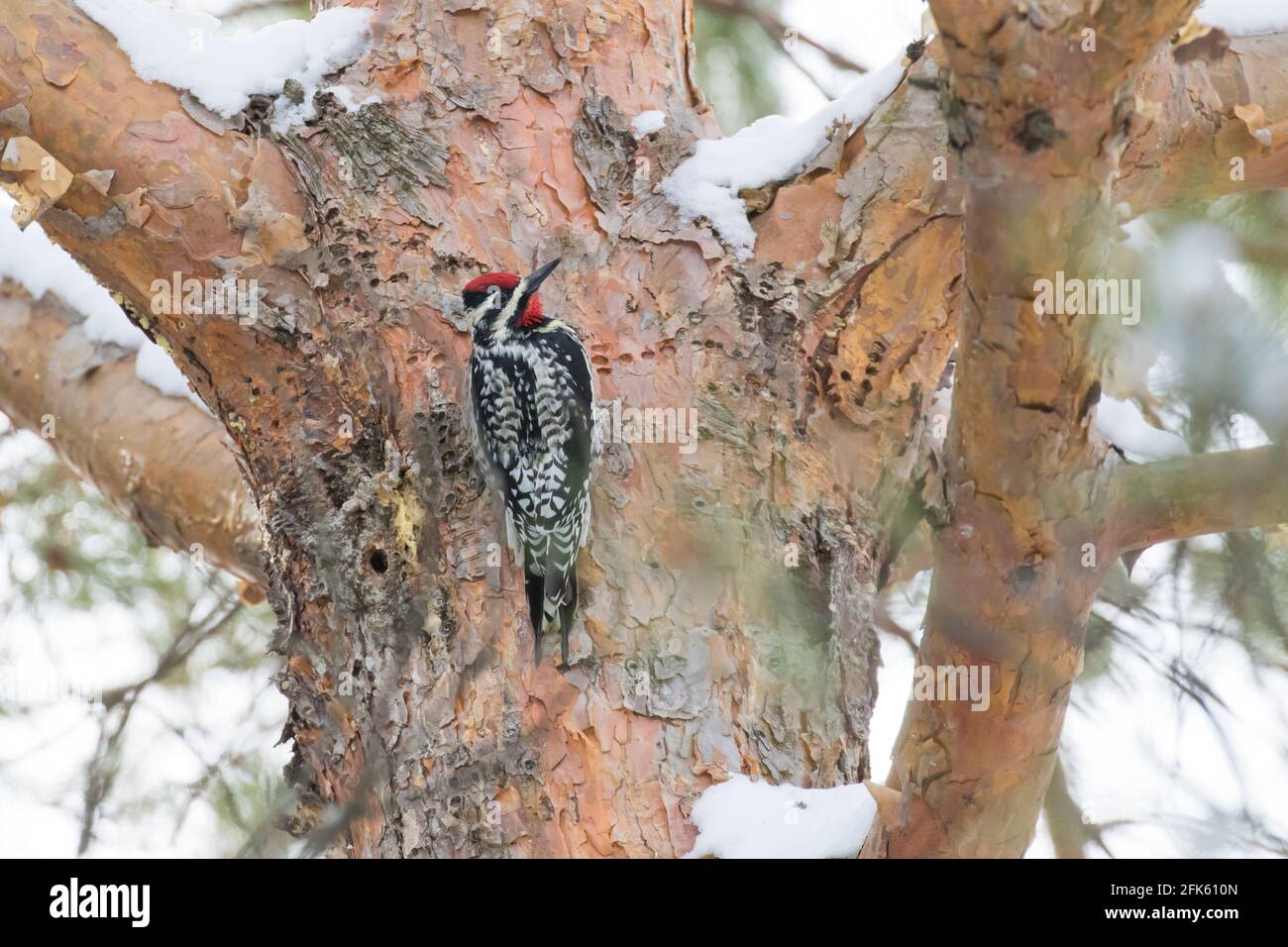 Yellow bellied sapsucker feather hi-res stock photography and images ...