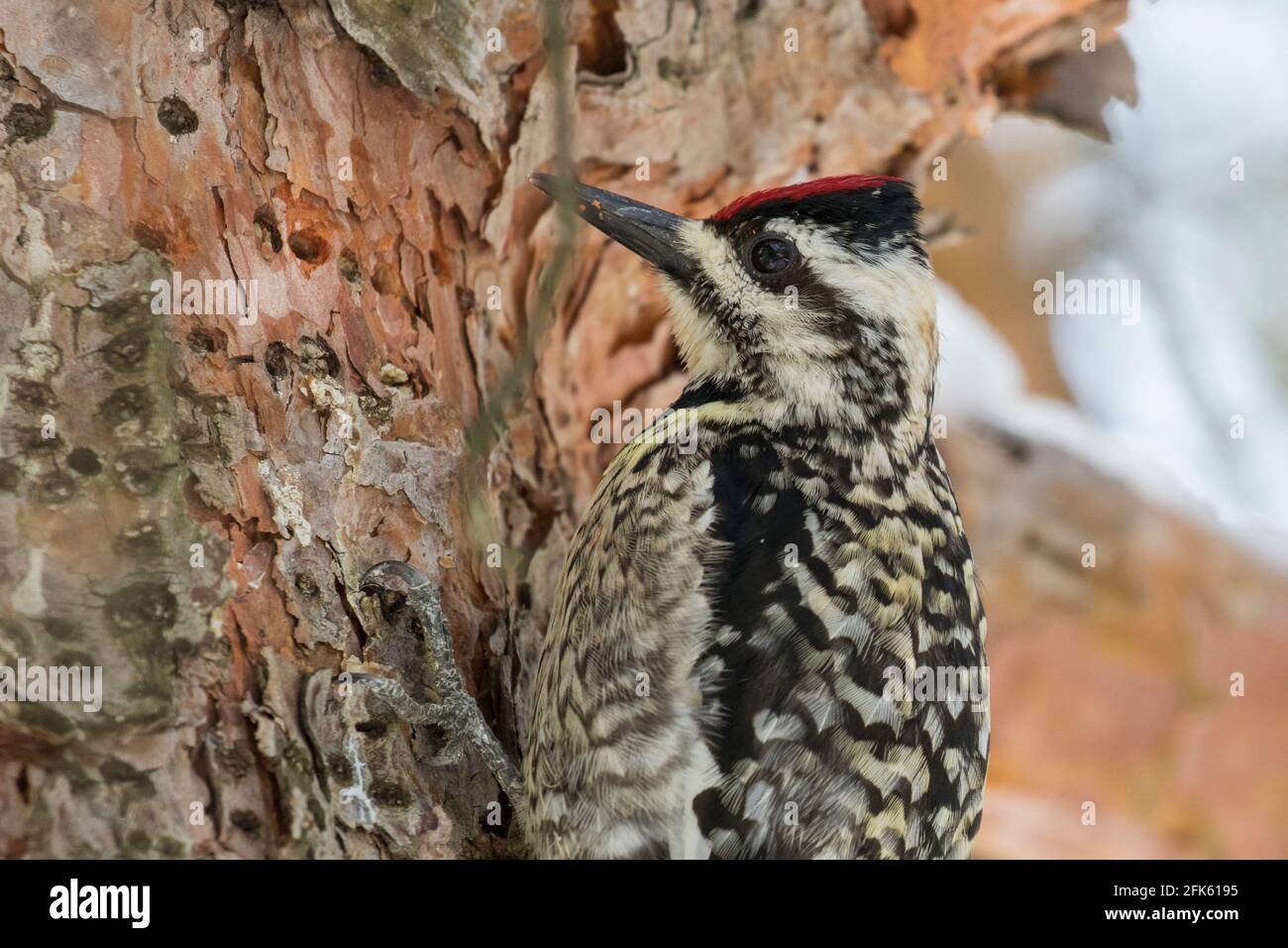 Yellow bellied sapsucker feather hi-res stock photography and images ...