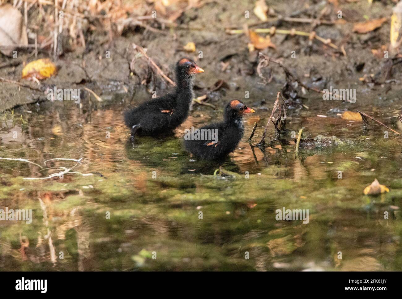 Newborn Moorhen High Resolution Stock Photography and Images - Alamy