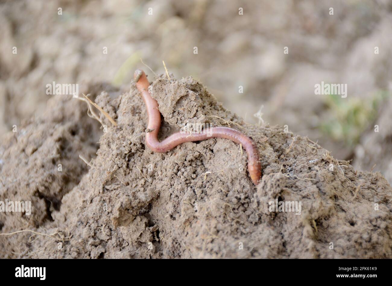Red-gray earthworm crawling on the brown clay surface Stock Photo - Alamy