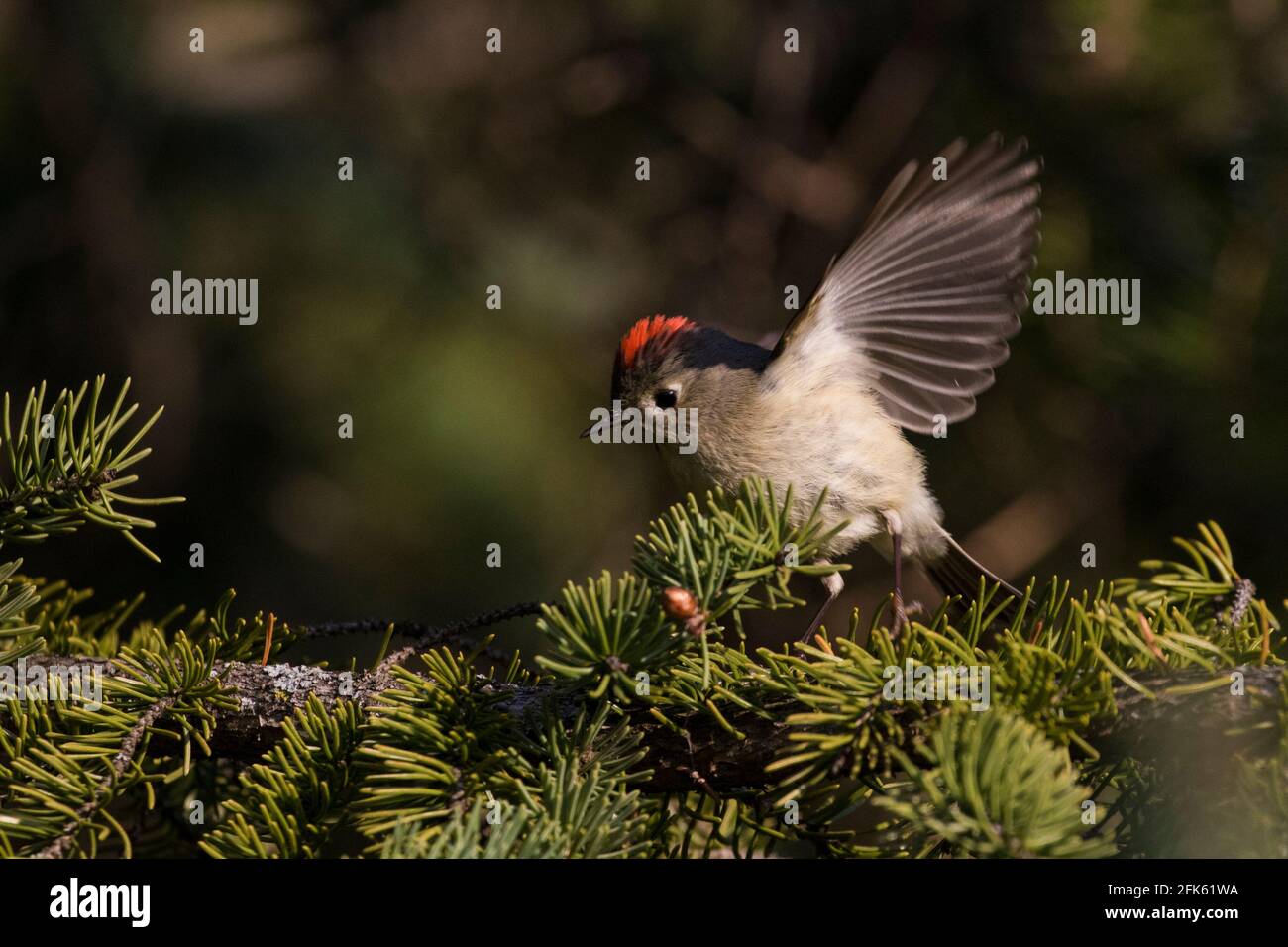 Male ruby-crowned kinglet (Regulus calendula Stock Photo - Alamy
