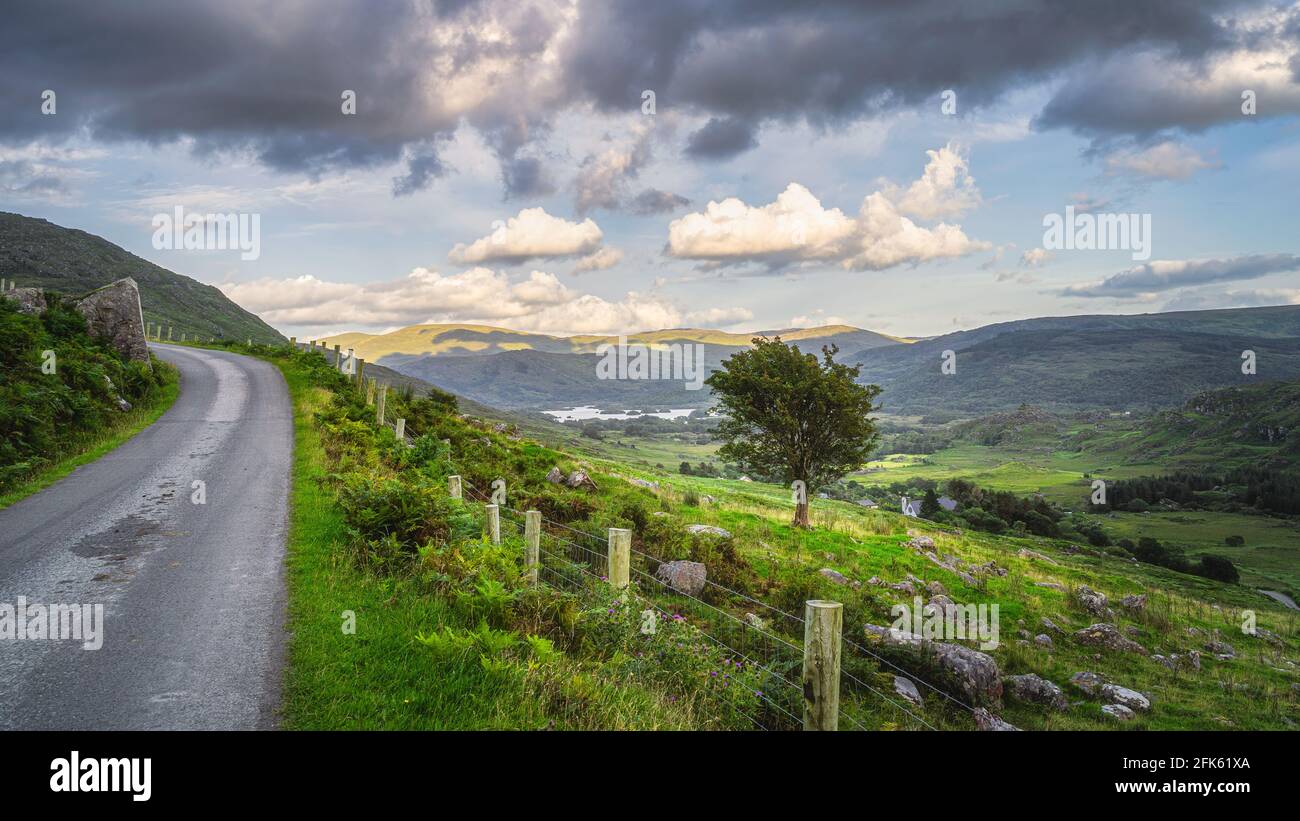 Landscape with single tree on the hill and winding road. MacGillycuddys ...