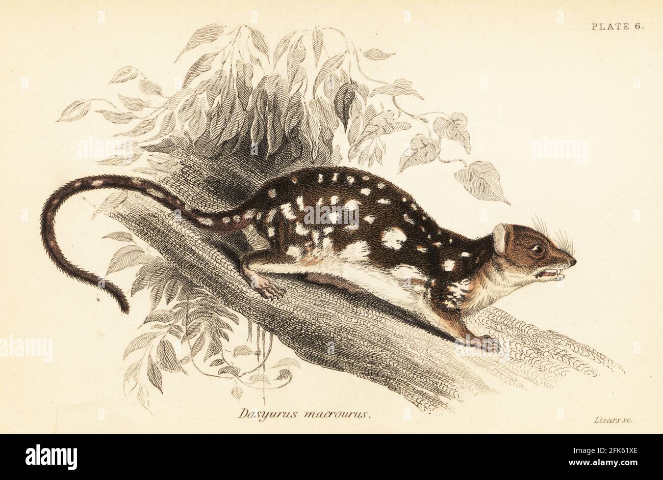 Dasyurus macrourus hi-res stock photography and images - Alamy