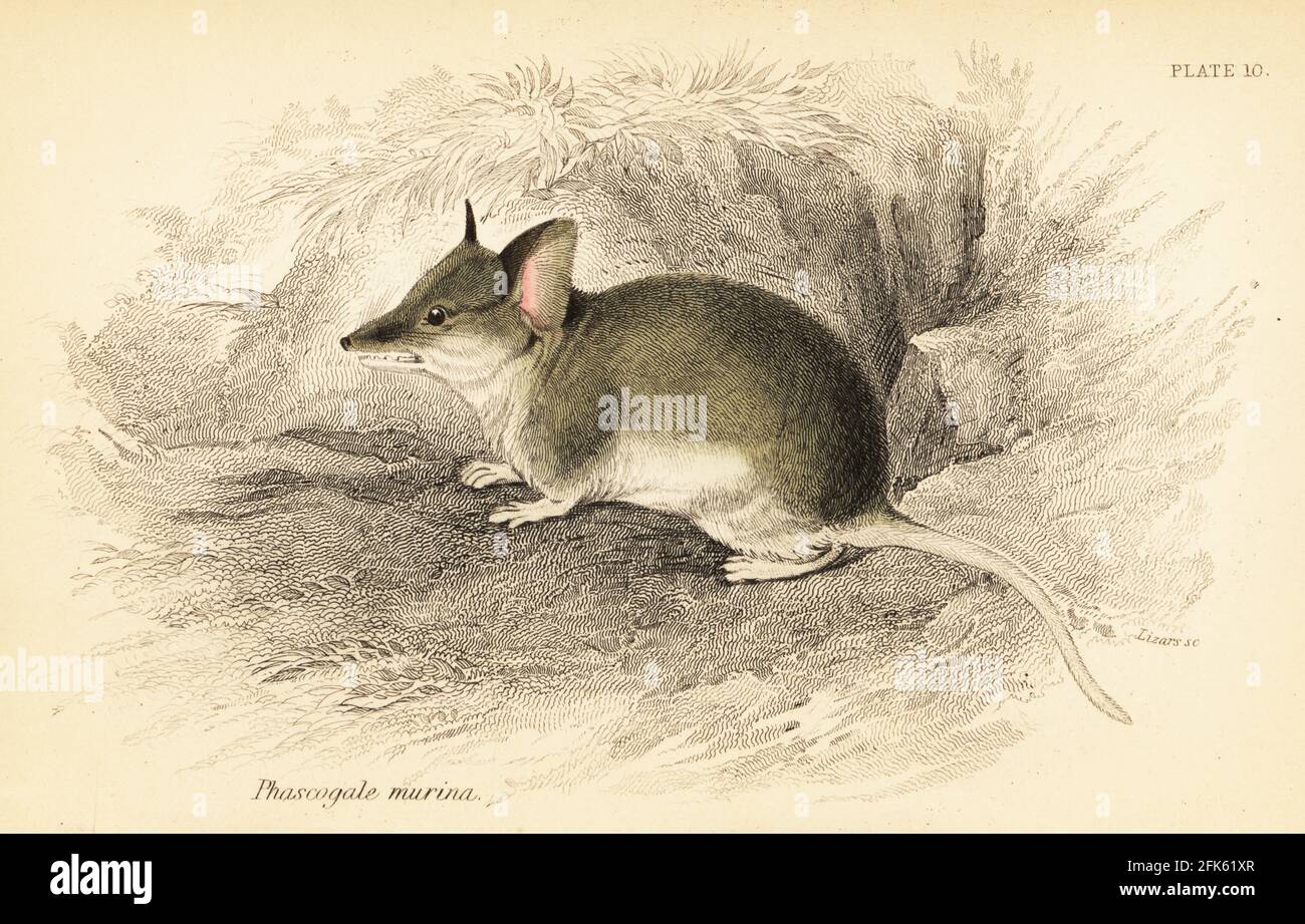 Common dunnart illustration animal mammal common hi-res stock ...