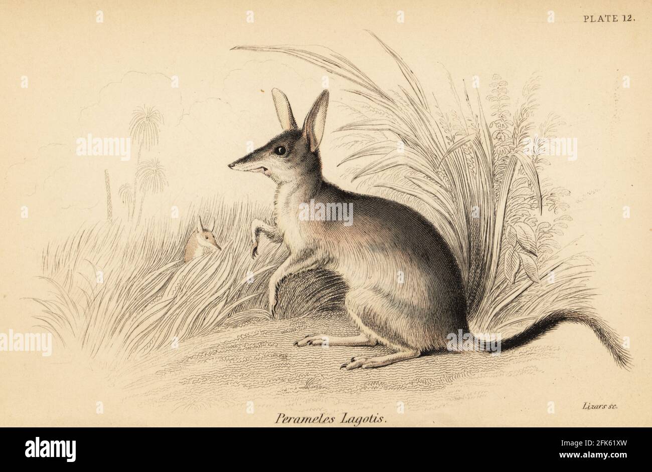 Bilby marsupial hi-res stock photography and images - Alamy