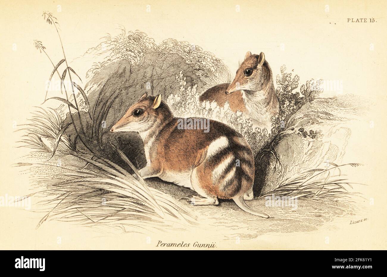 Perameles hi-res stock photography and images - Alamy