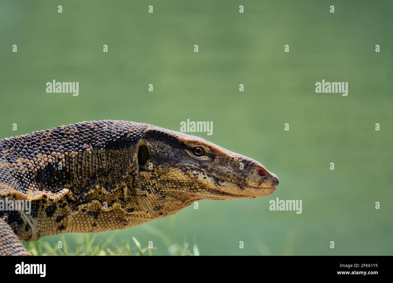 Water monitor in Lumpini Park, Bangkok, Thailand Portrait close up ...