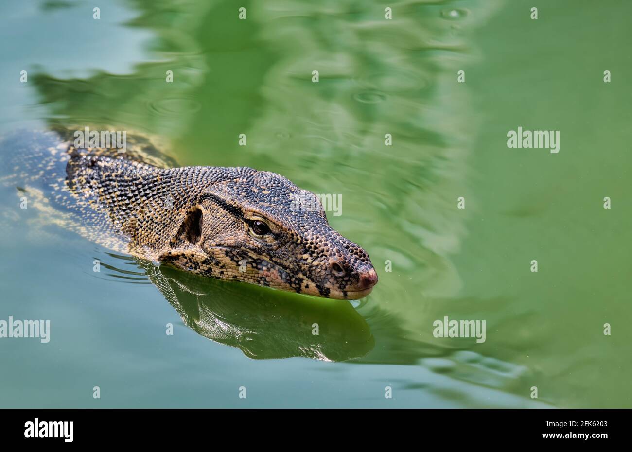 Water monitor in Lumpini Park, Bangkok, Thailand Portrait close up ...