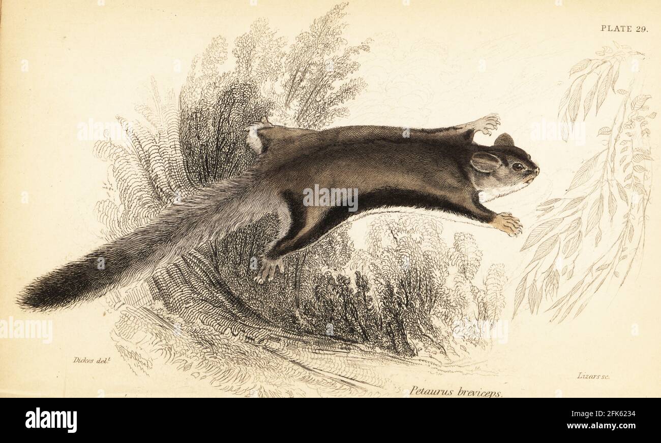 Sugar glider or short-headed petaurus, Petaurus breviceps. Handcoloured ...