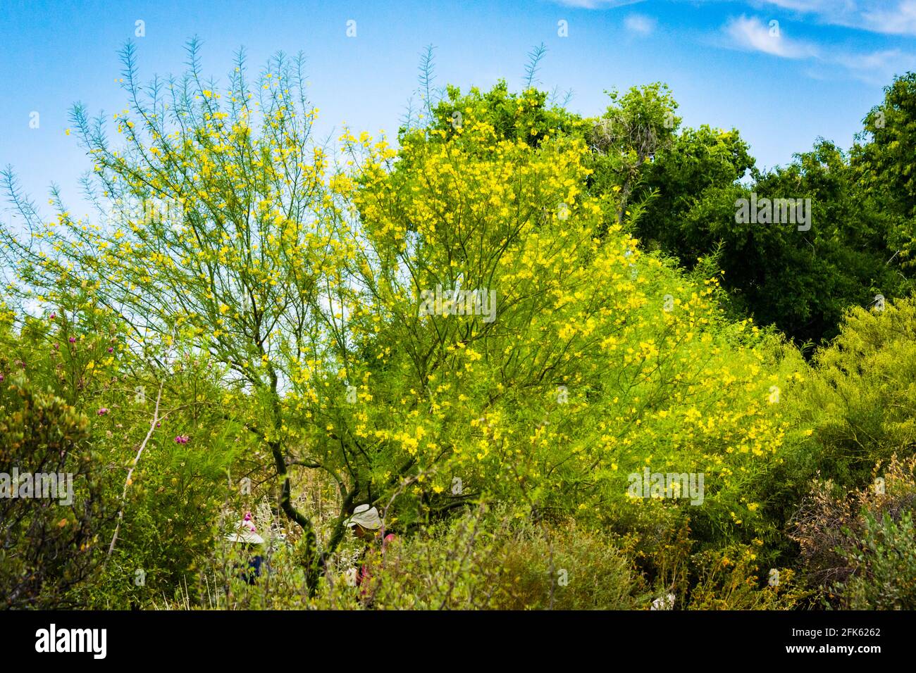 Sonoran Desert Museum - Palo Verde Tree Stock Photo - Alamy
