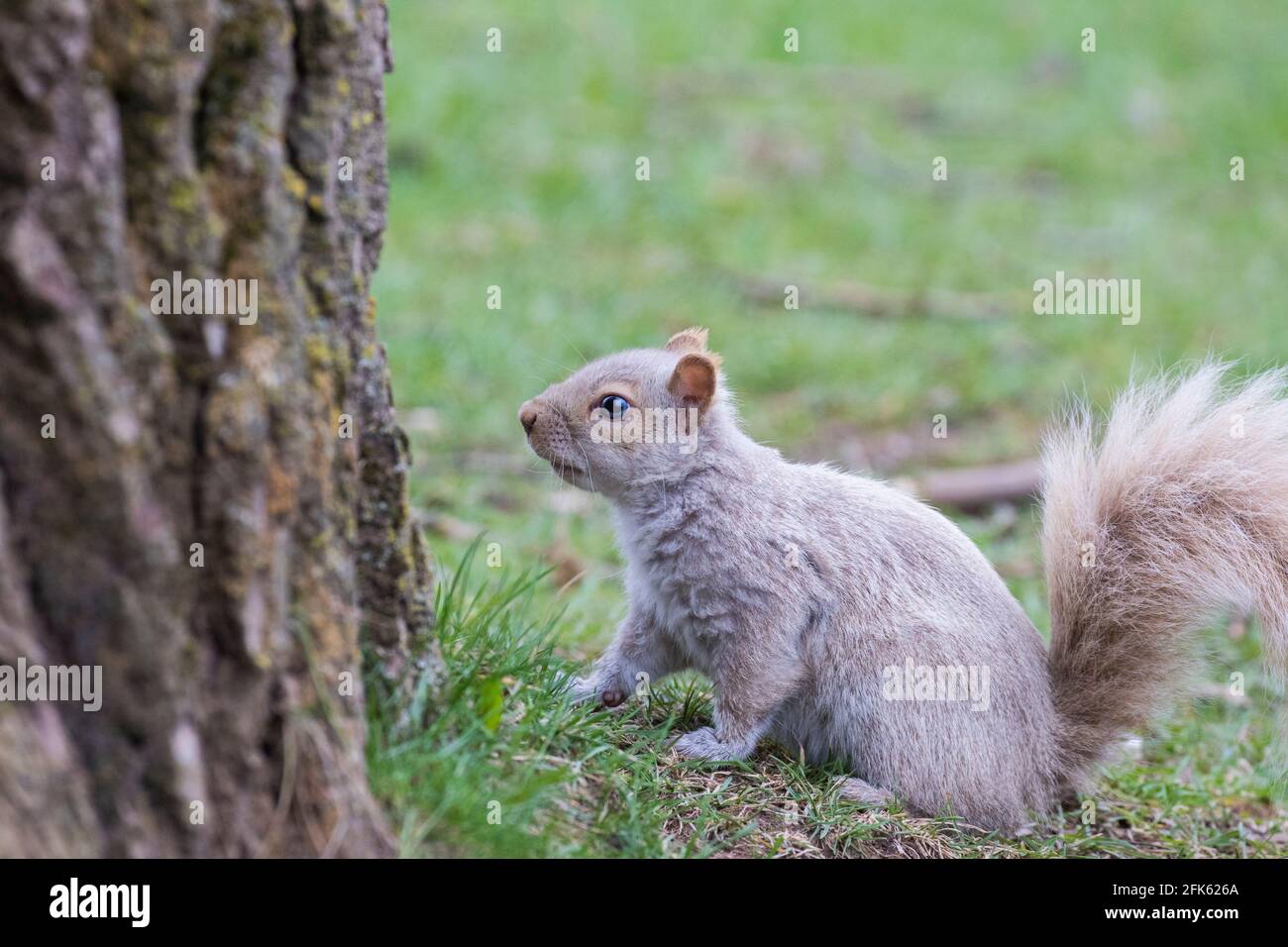 Blue eyes eastern gray squirrel (Sciurus carolinensis Stock Photo - Alamy