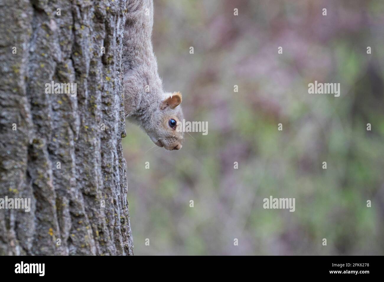 Blue eyes eastern gray squirrel (Sciurus carolinensis Stock Photo - Alamy