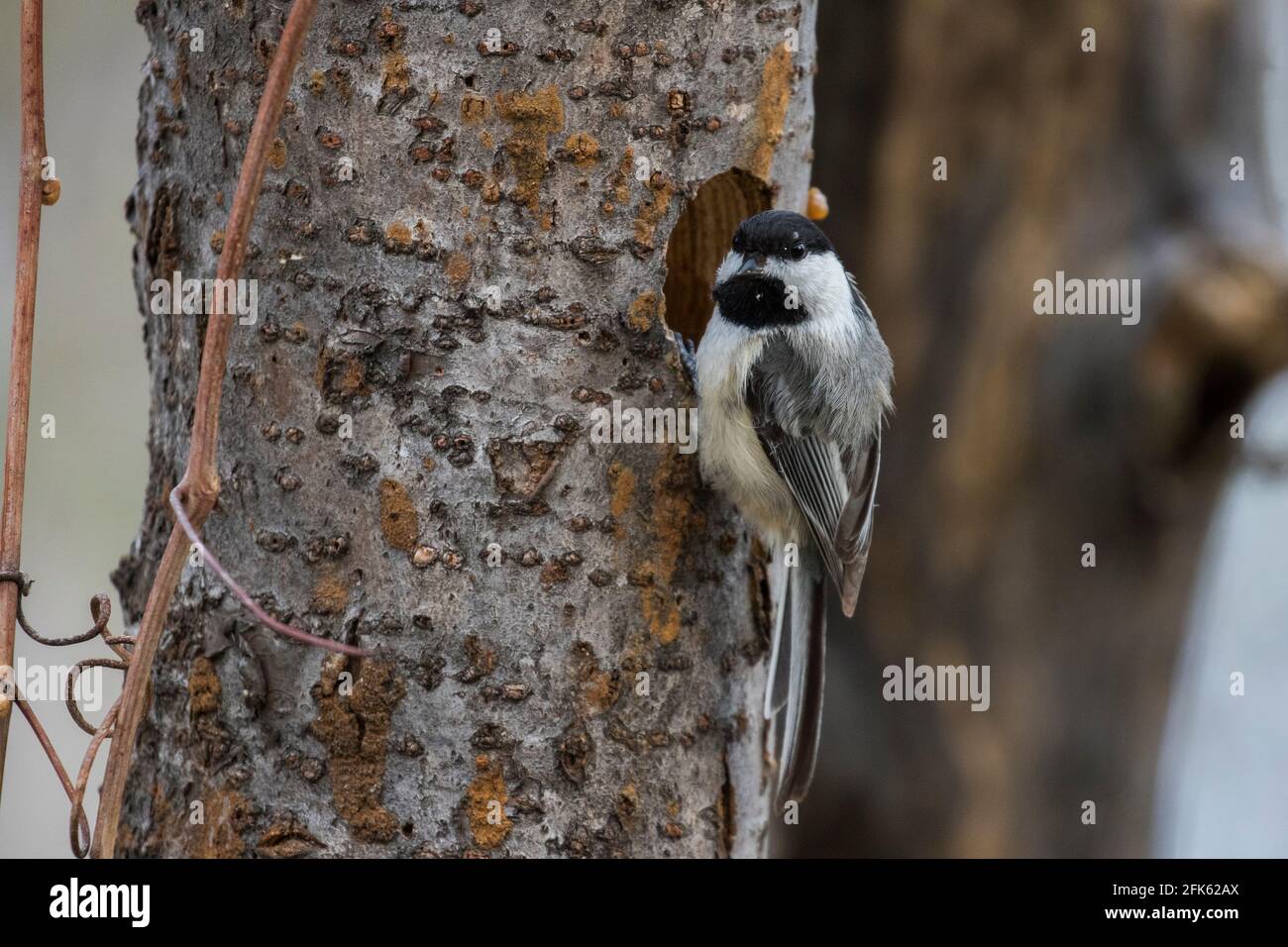 black-capped chickadee (Poecile atricapillus) at nest Stock Photo - Alamy