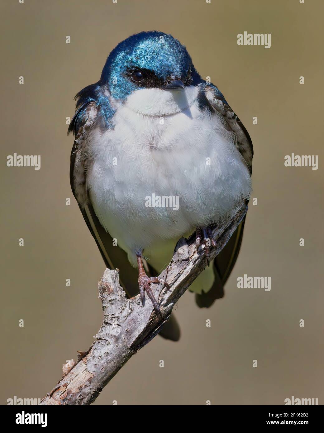 Puffed up fauna hi-res stock photography and images - Alamy