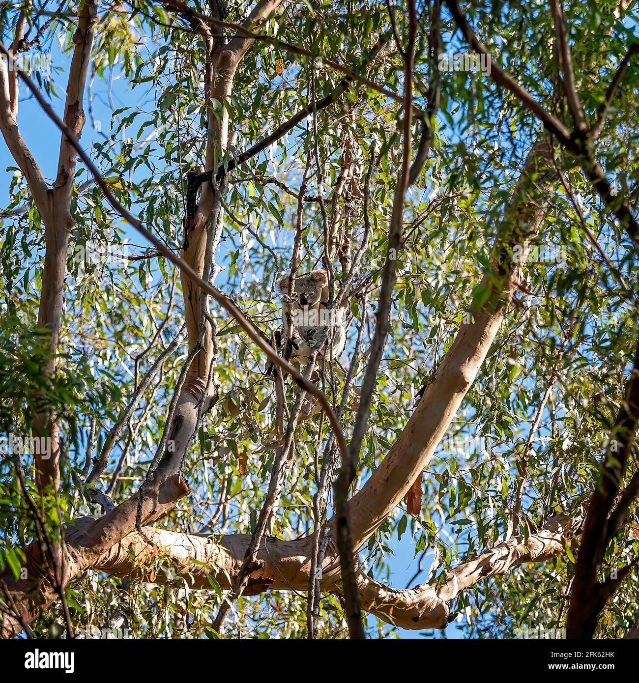 An Australian koala sitting on the branch of a tree in his native ...