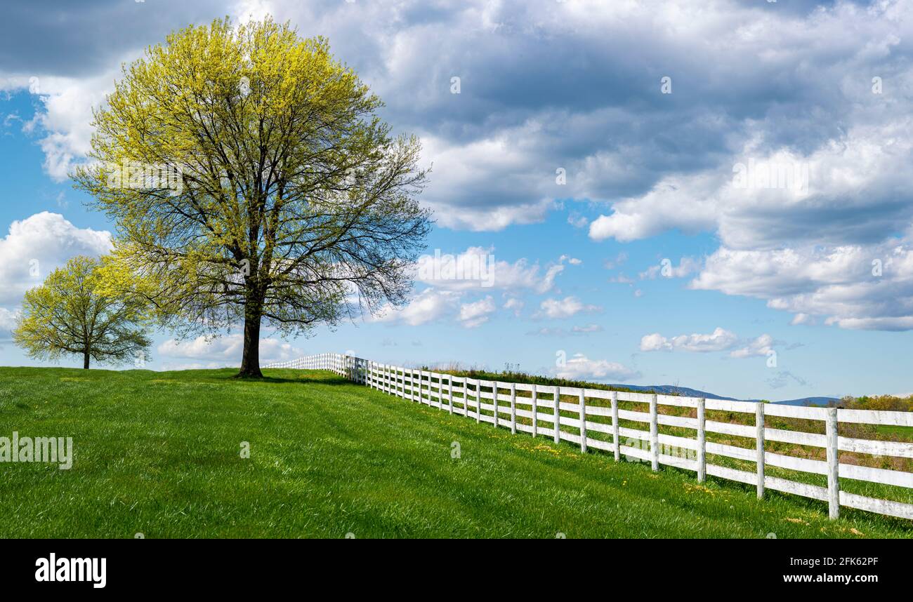 Virginia oak trees hi-res stock photography and images - Alamy