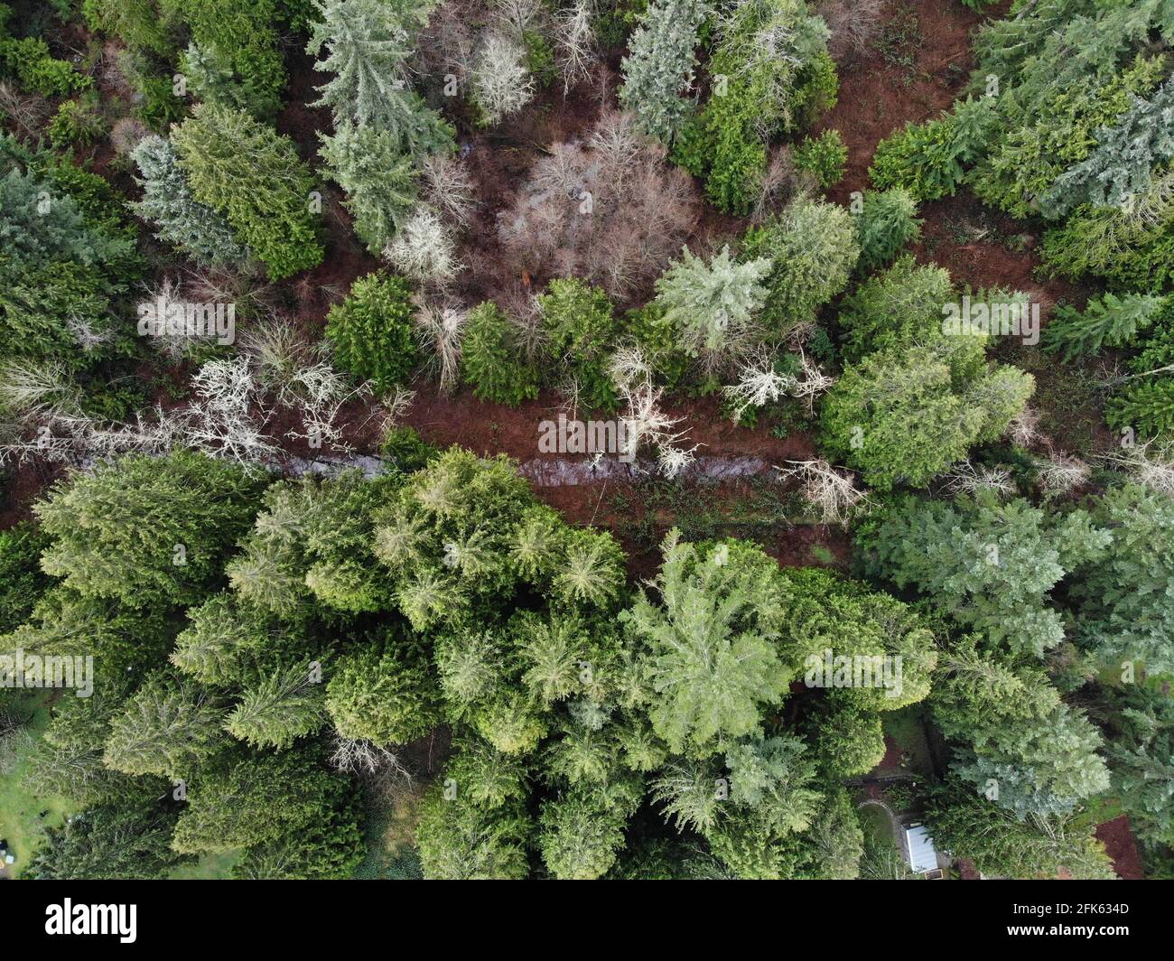 Aerial view of trees Stock Photo - Alamy
