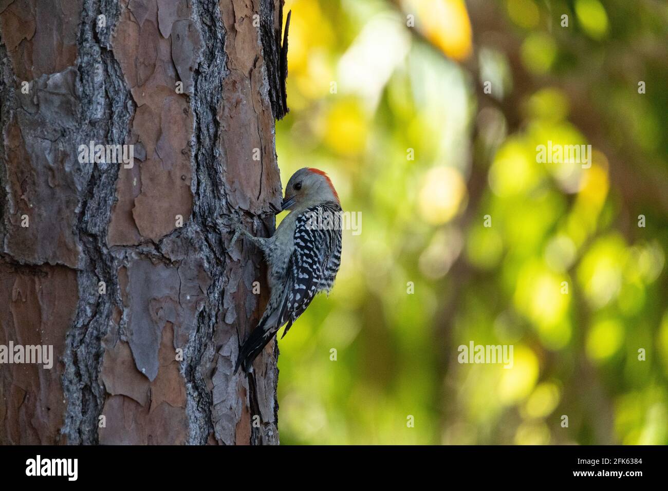 Red bellied woodpecker Melanerpes carolinus bird pecks at a pine tree ...