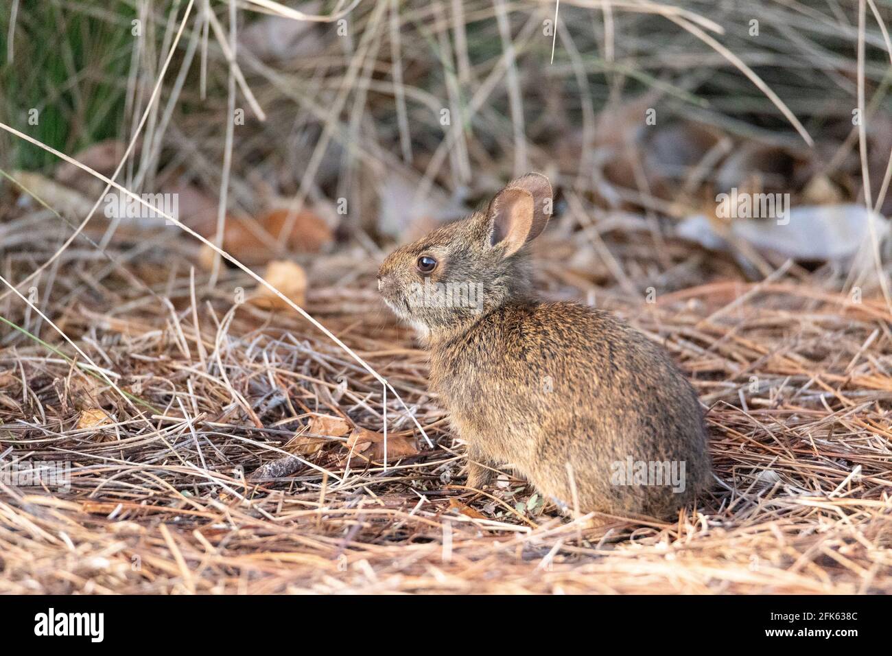Sylvilagus palustris hi-res stock photography and images - Alamy