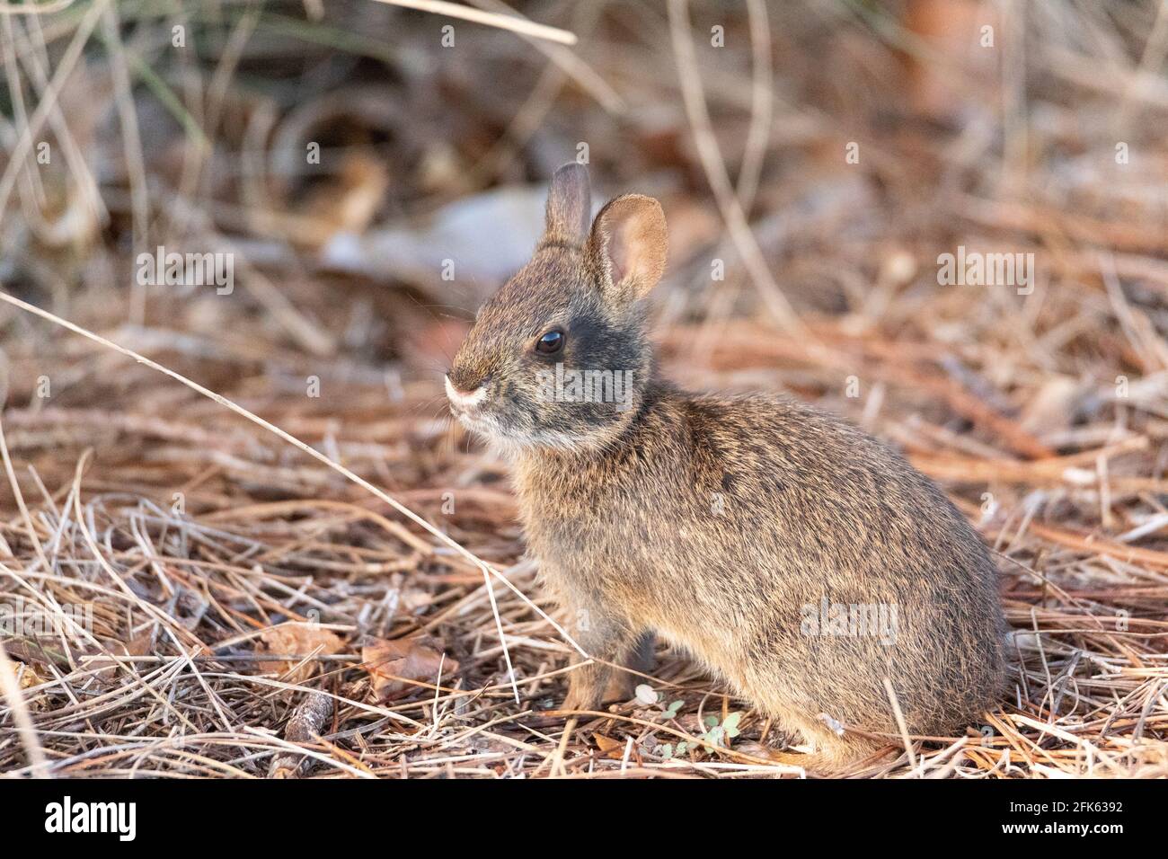 Sylvilagus palustris hi-res stock photography and images - Alamy