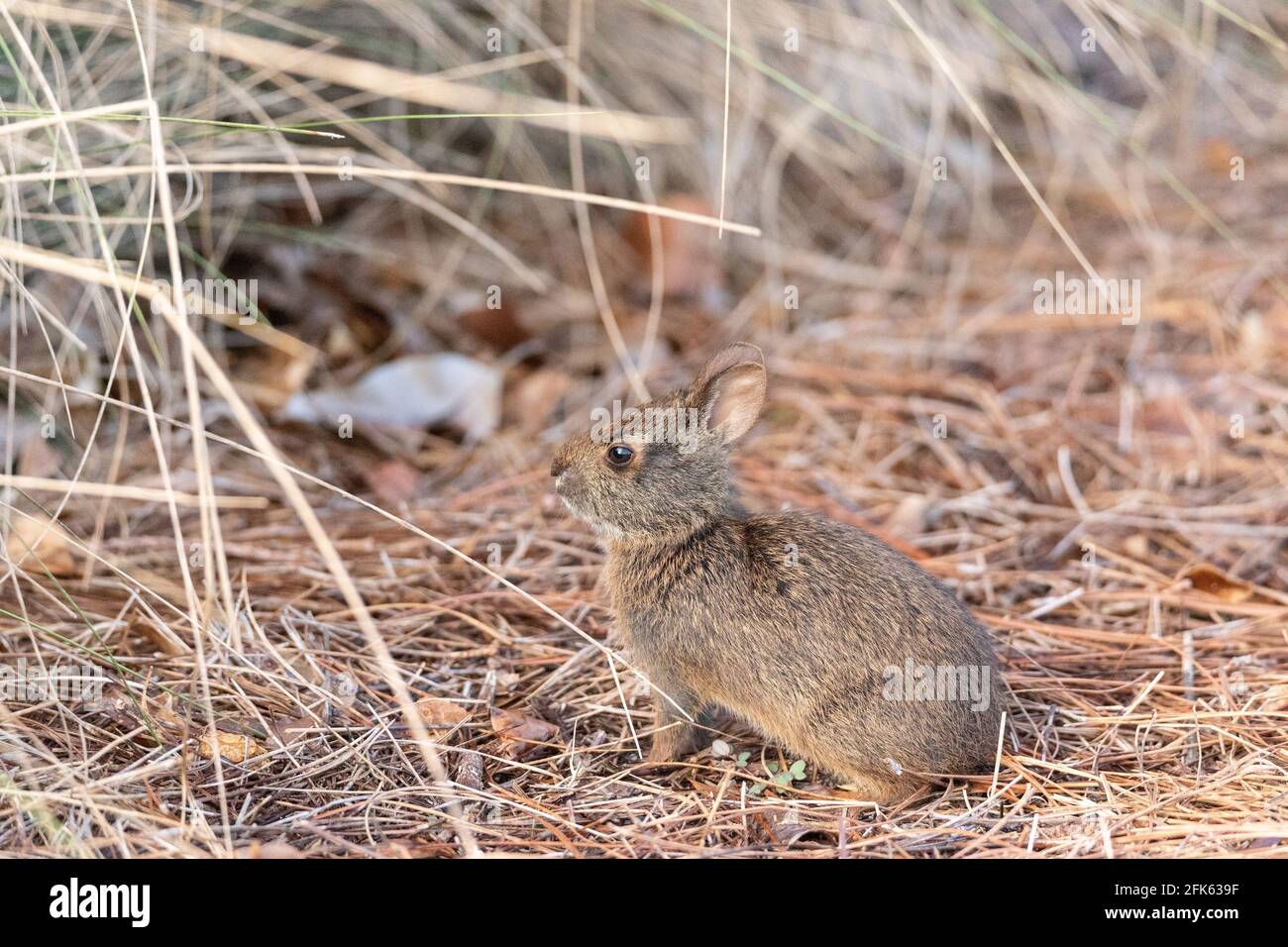 Sylvilagus palustris hi-res stock photography and images - Alamy
