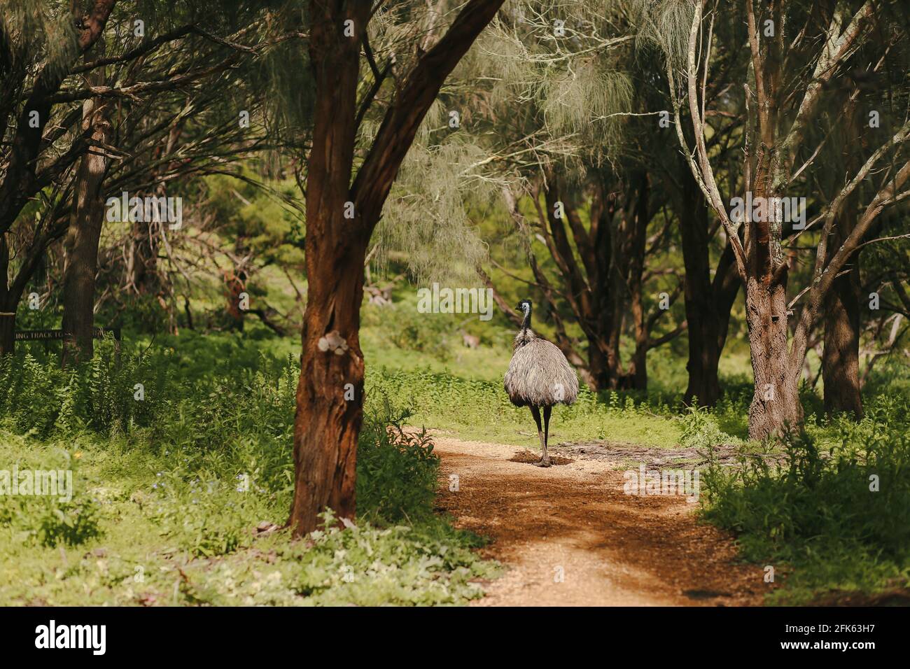 Beautiful shot of an Emu walking n the forest trail Stock Photo - Alamy