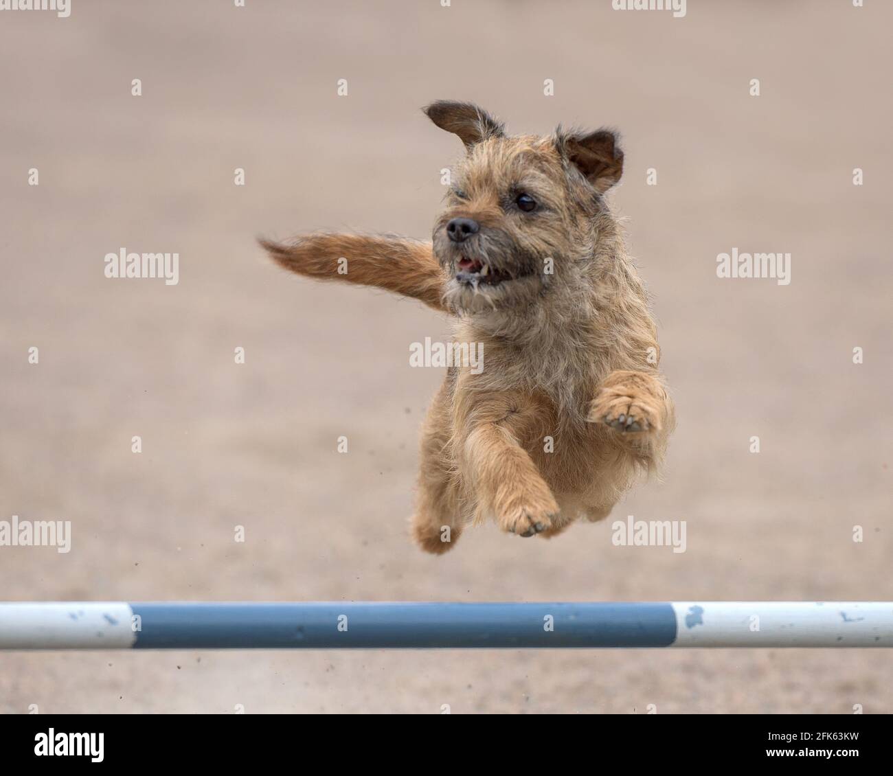 Terrier jumping pole hi-res stock photography and images - Alamy
