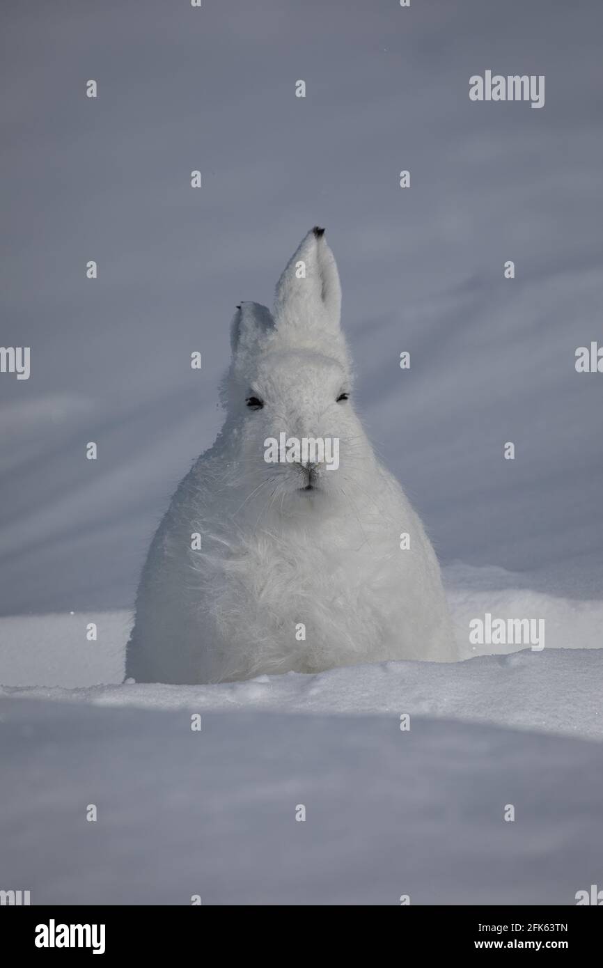 Polar rabbit hi-res stock photography and images - Alamy