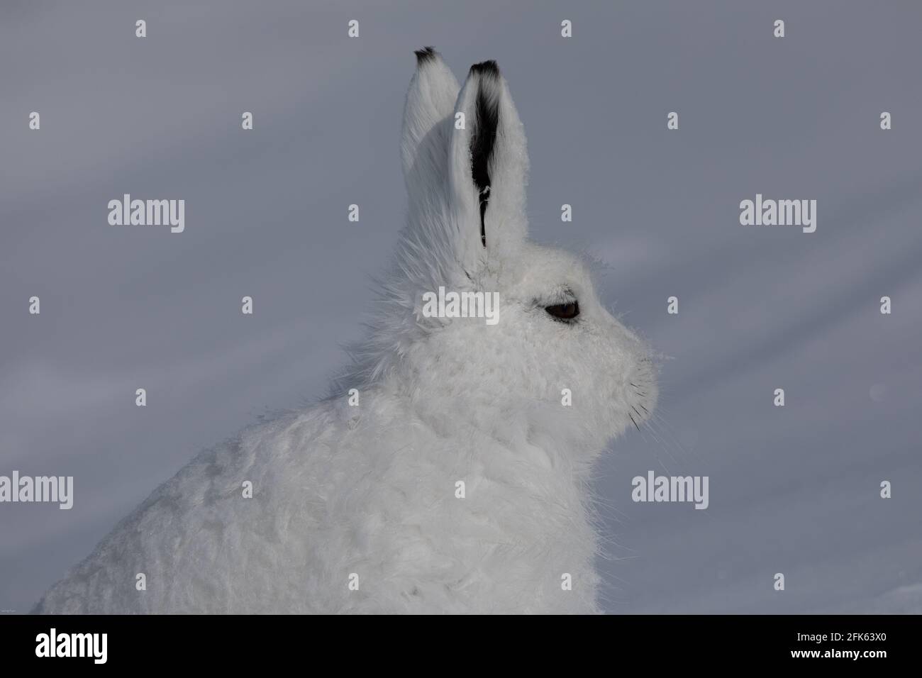 Polar Rabbit High Resolution Stock Photography and Images - Alamy