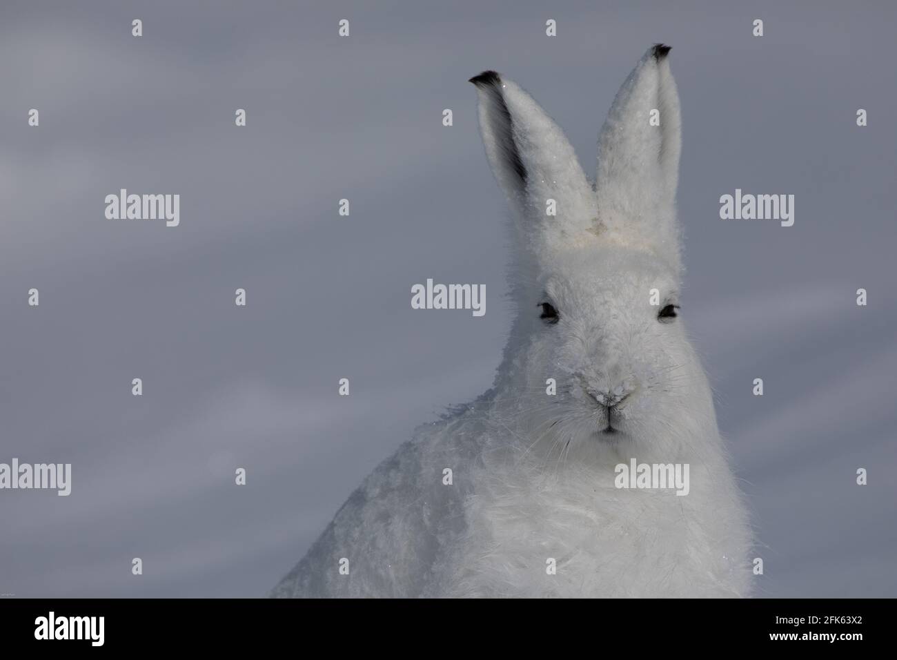 Polar rabbit hi-res stock photography and images - Alamy