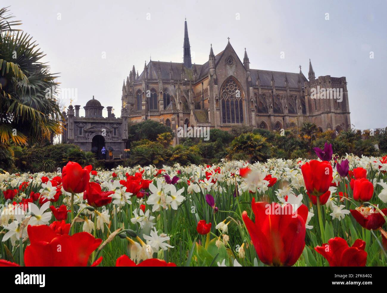 Tulip at arundel castle gardens hi-res stock photography and images - Alamy