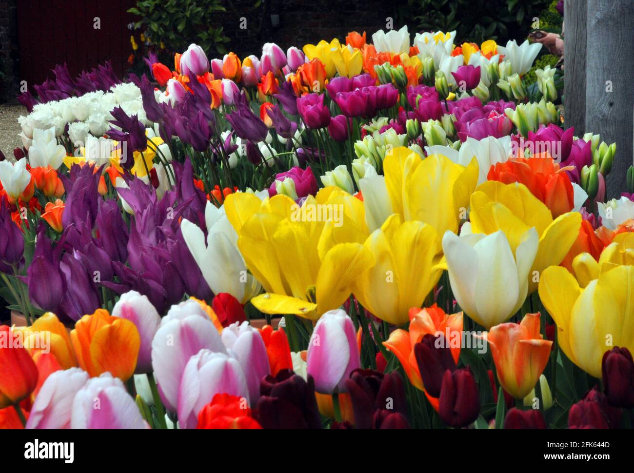 Tulip at arundel castle gardens hi-res stock photography and images - Alamy