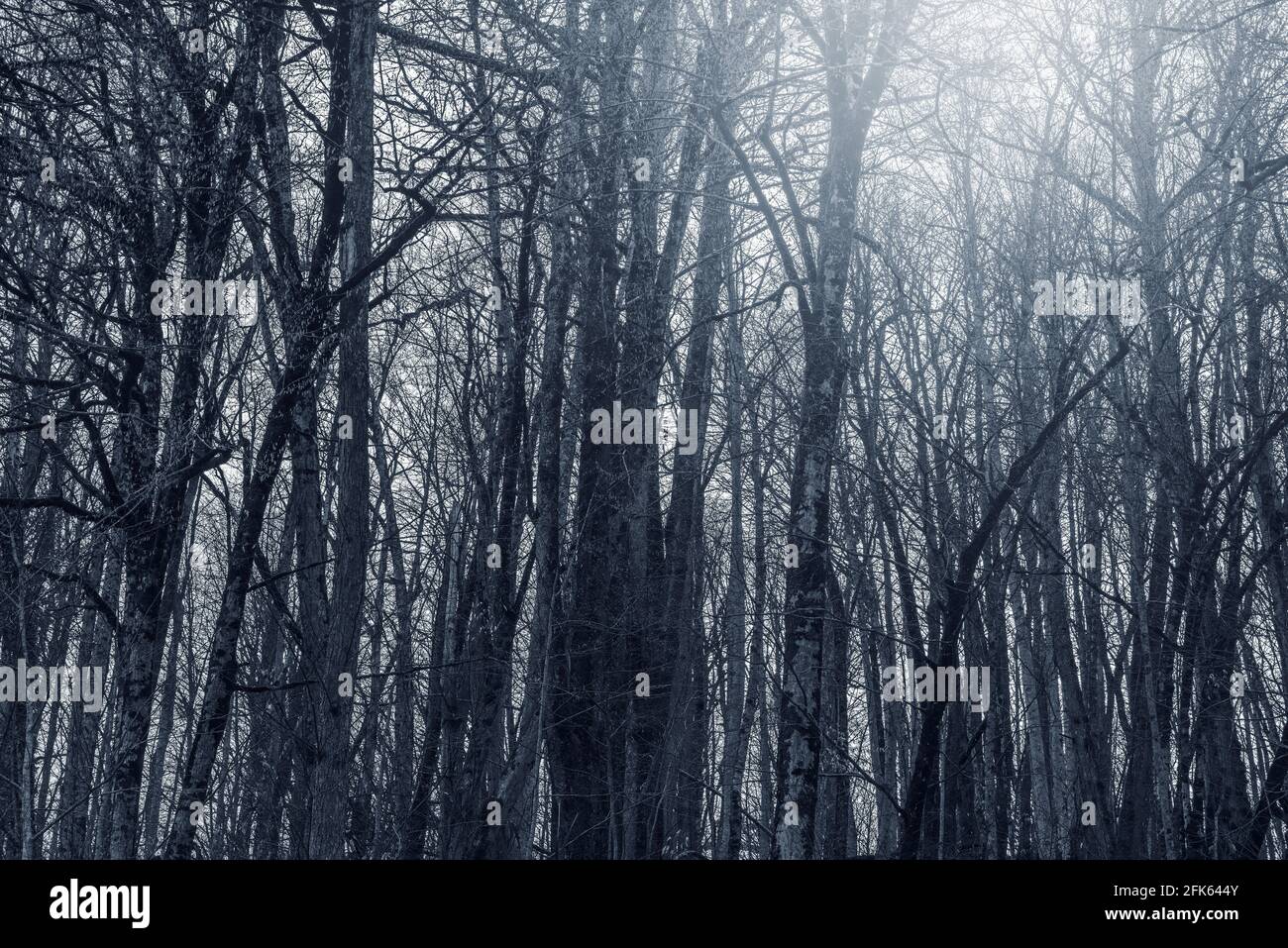 Deep forest at autumn night time Stock Photo - Alamy