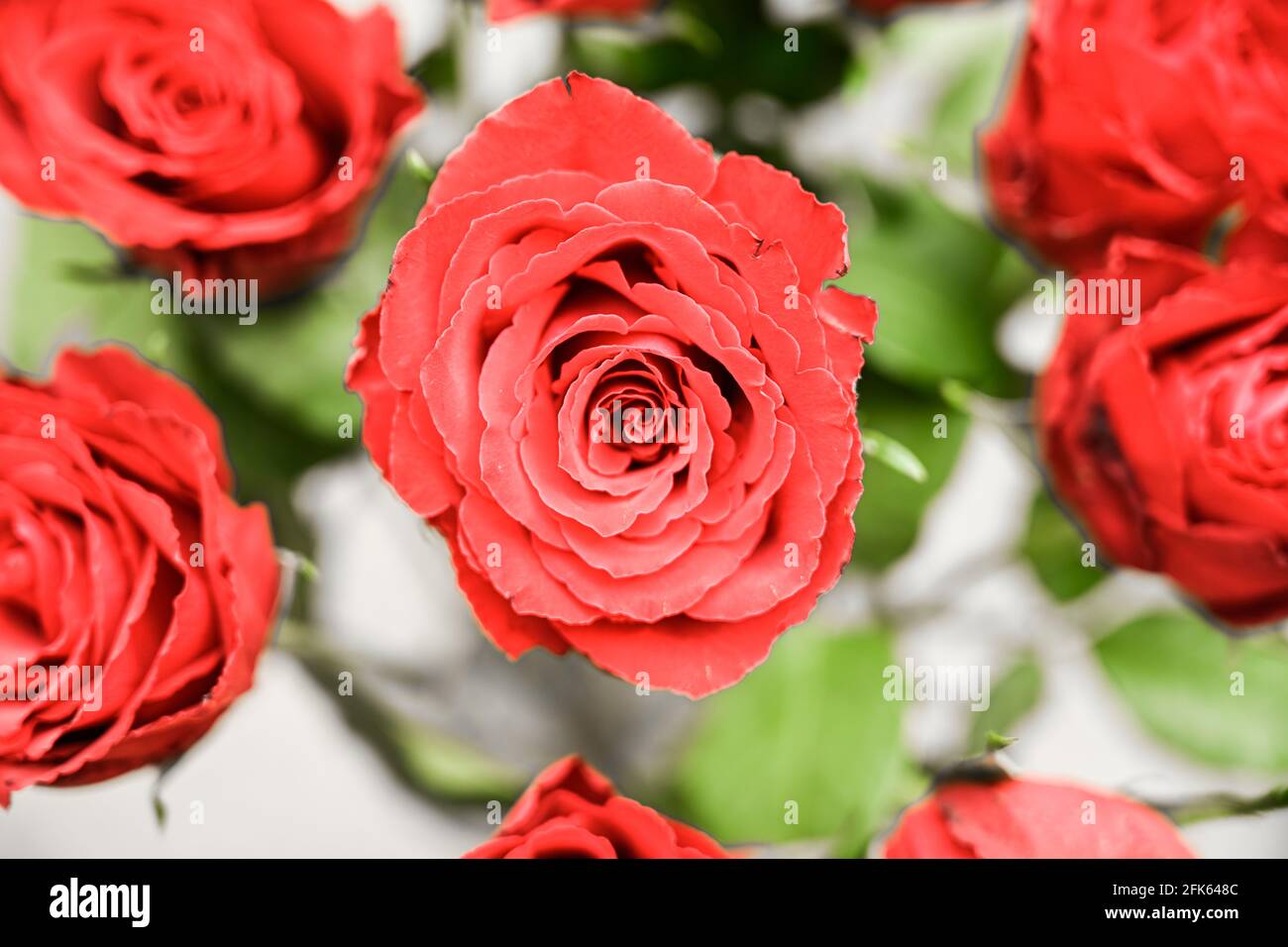 Dozen 12 red roses hi-res stock photography and images - Alamy