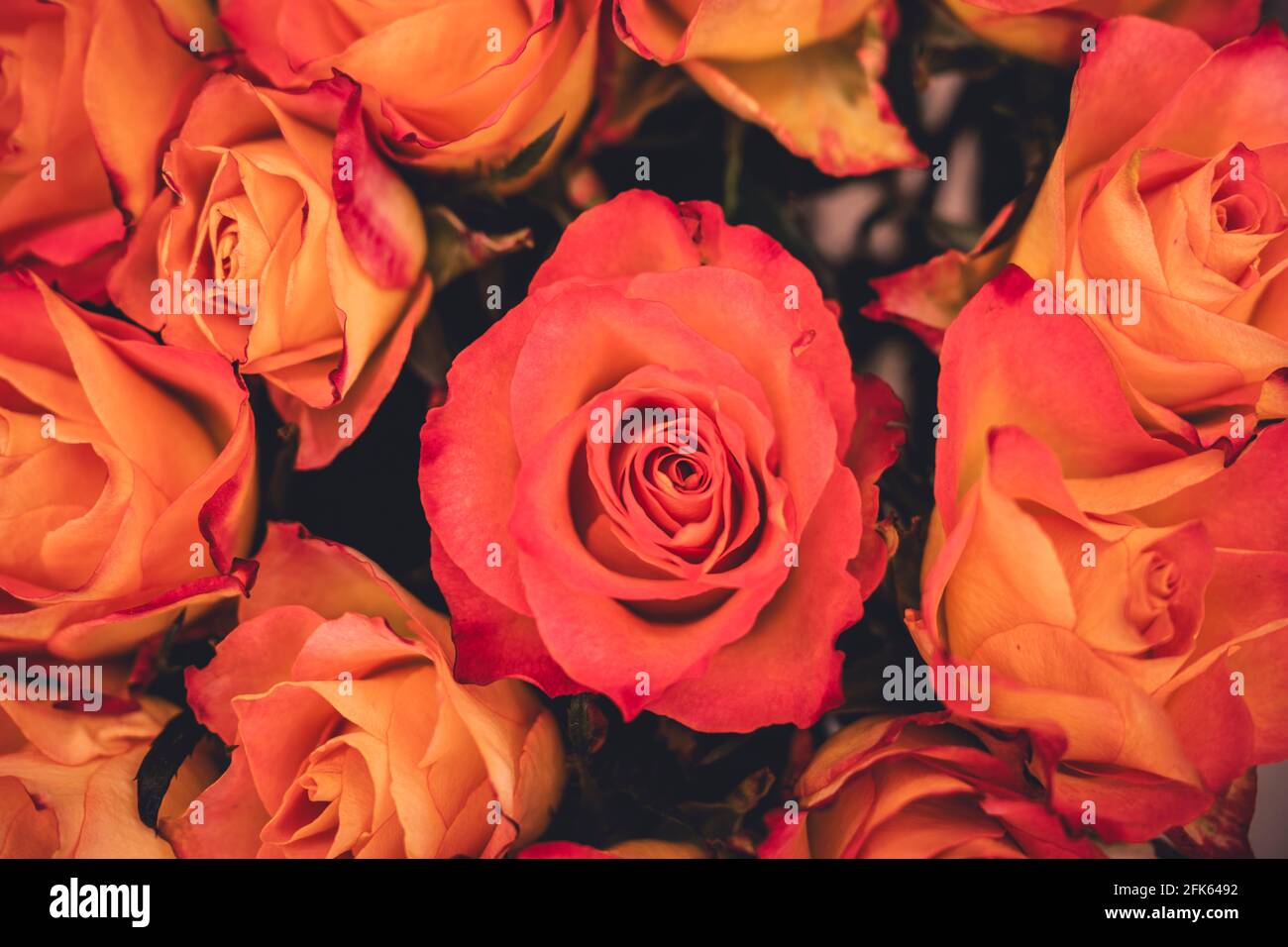 Dozen 12 red roses hi-res stock photography and images - Alamy