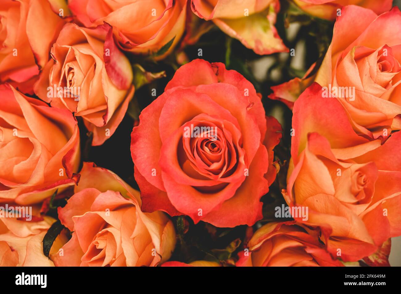 Dozen 12 red roses hi-res stock photography and images - Alamy