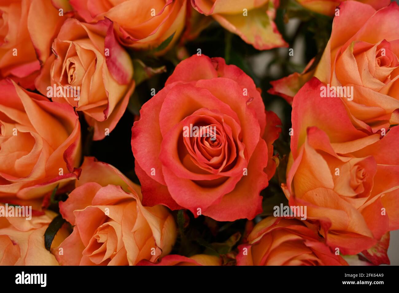 Dozen 12 red roses hi-res stock photography and images - Alamy